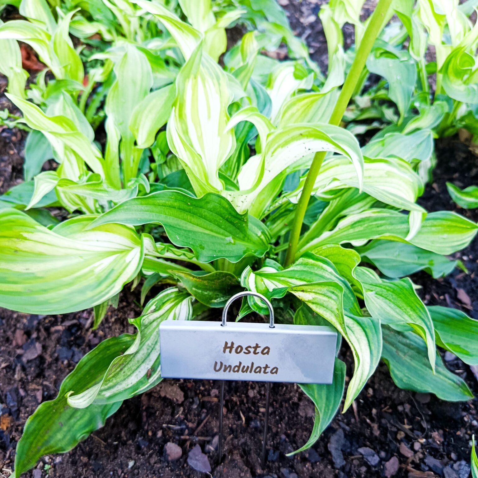 Hosta ’Undulata’ – vitkantad funkia för rabatt & kruka